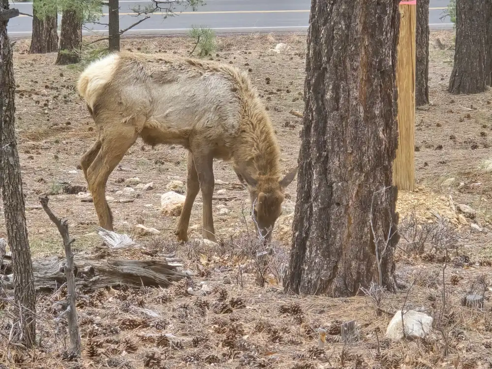 Plan Your Trip to Grand Canyon National Park - Grand-Canyon-National-Park